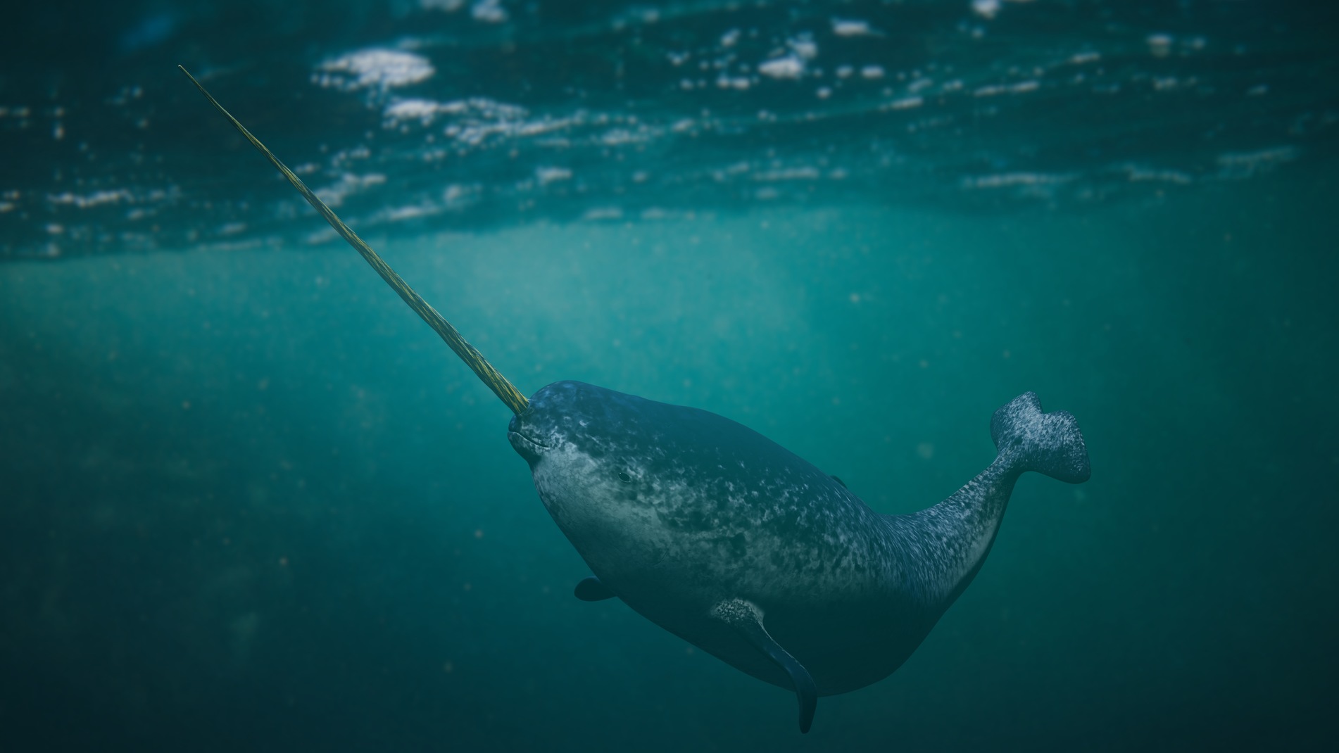Narwhals Diet
