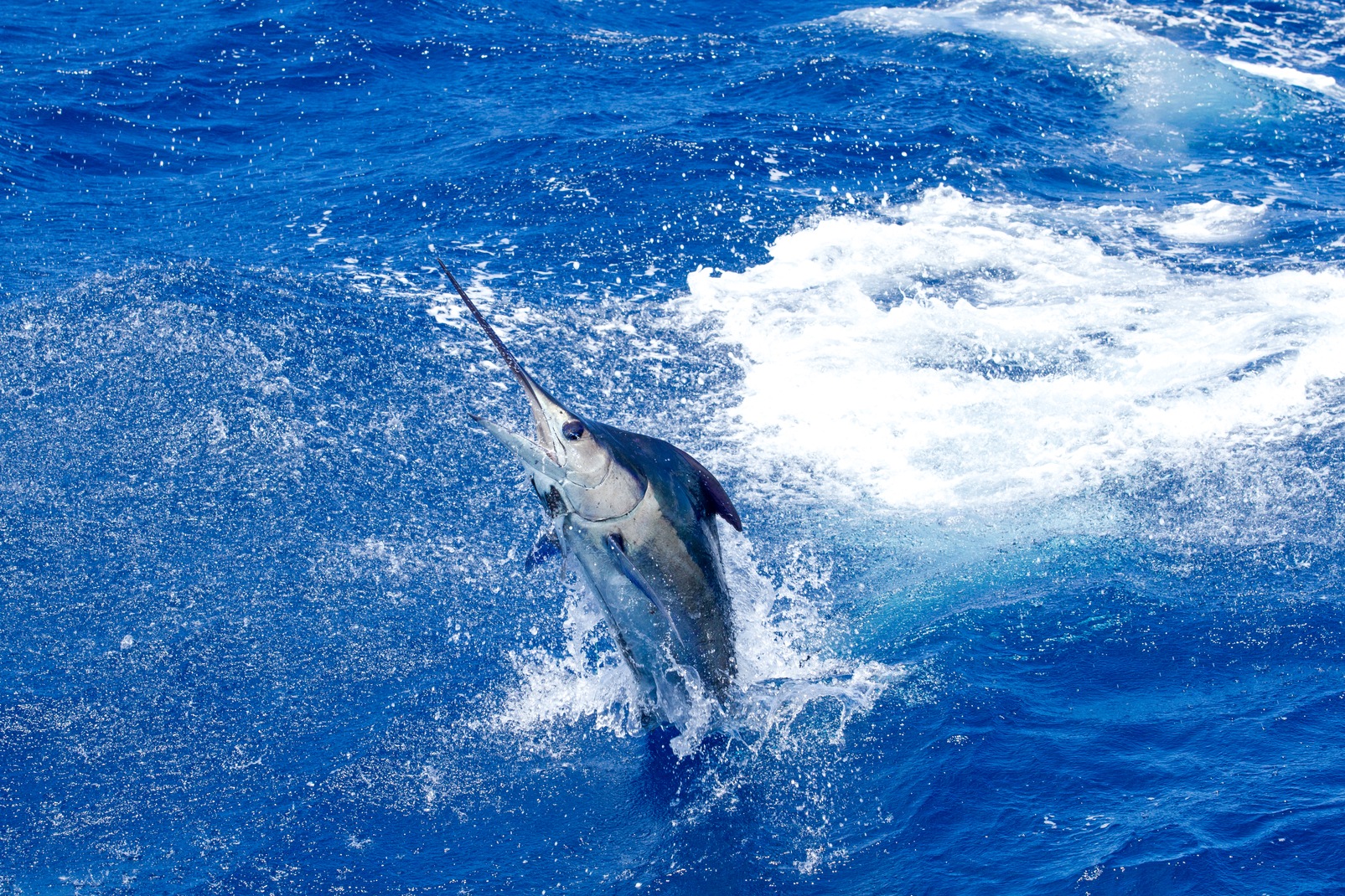Follow The Epic Journey Of A Blue Marlin In Fall | Blackfin Boats