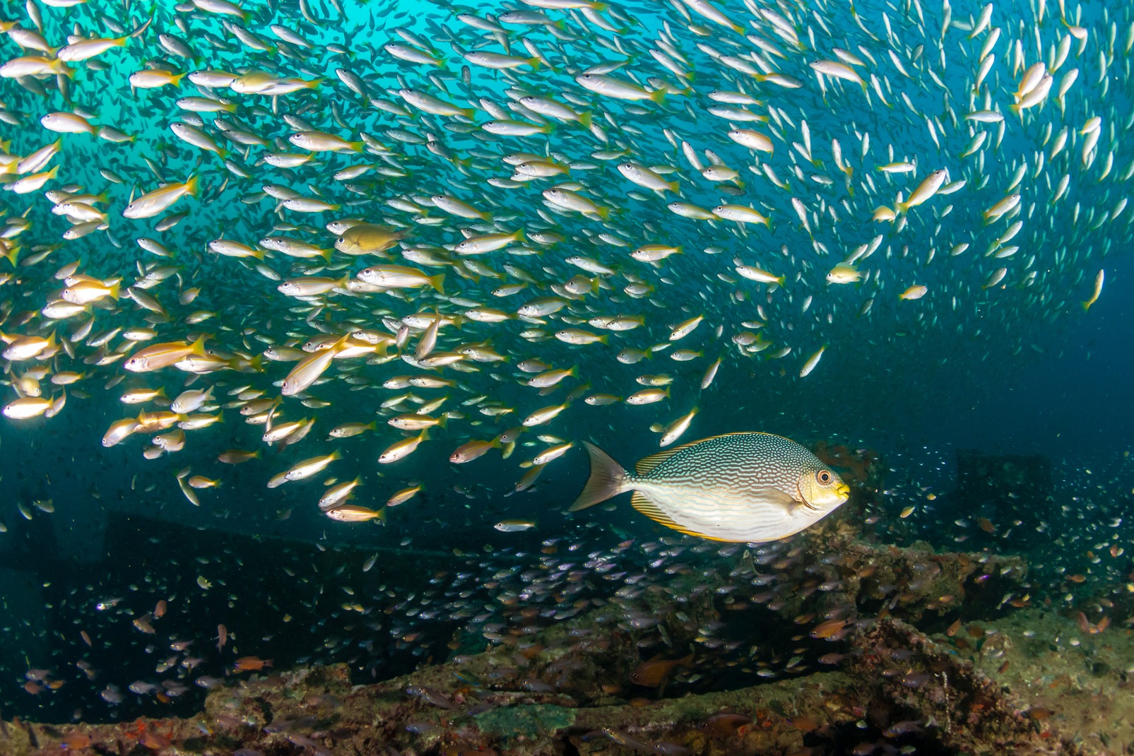 5 Types Of Underwater Structure Where You’re Likely To Find Hungry Fish ...